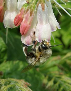 Brilliant bees - Bradford District Parks