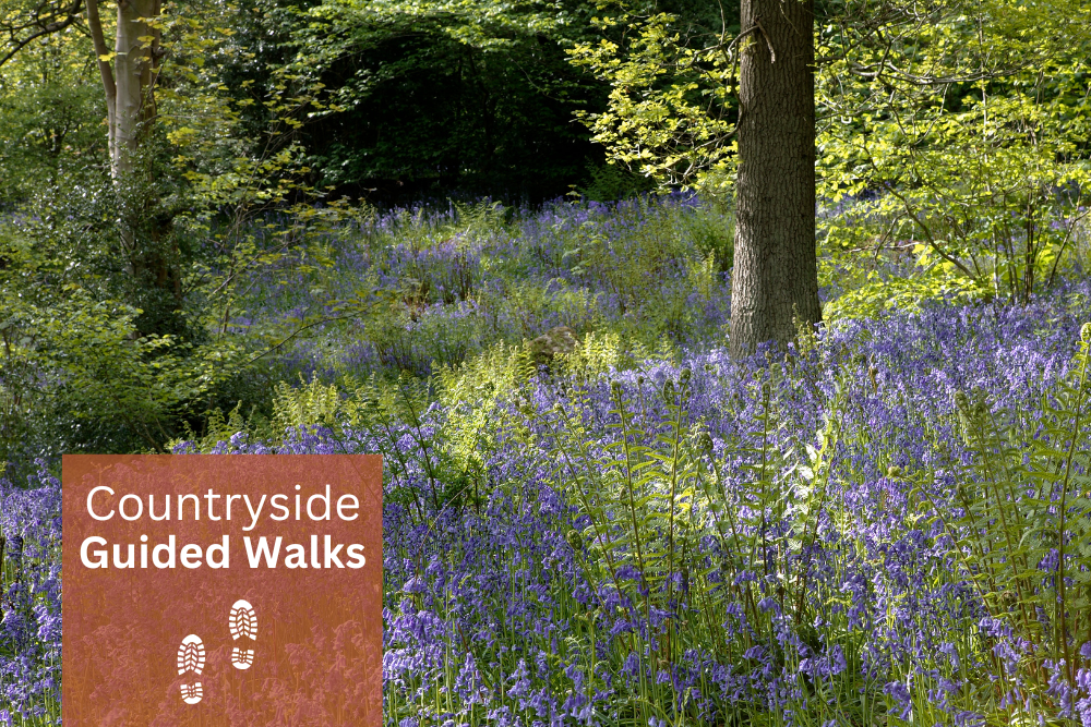 Countryside guided walk – Bluebells to Primrose Hill - Bradford ...